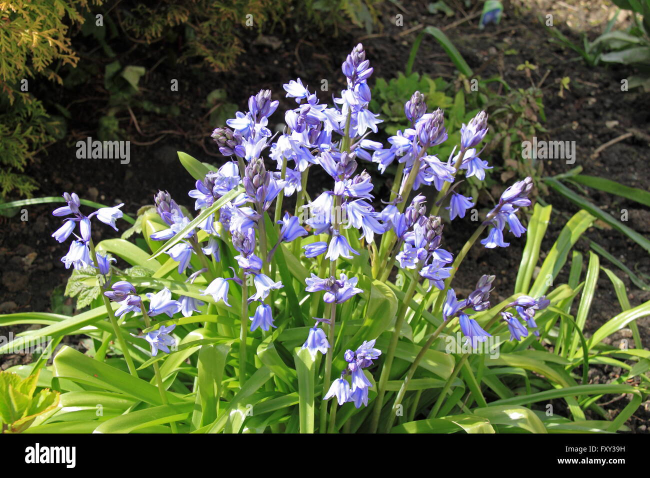 English bluebell species and spanish hi-res stock photography and ...