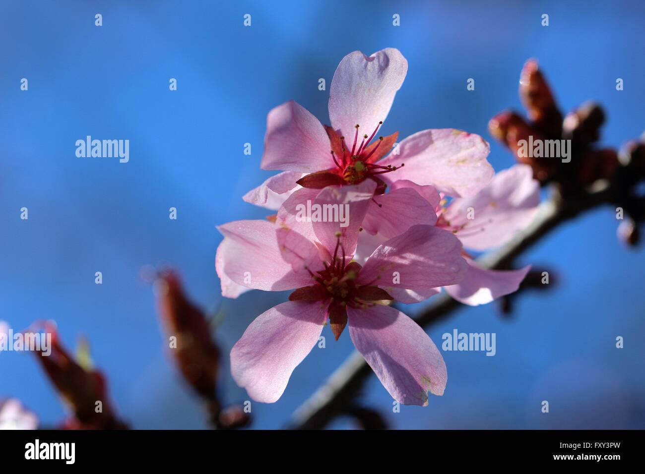 Spring blossom tree Stock Photo - Alamy