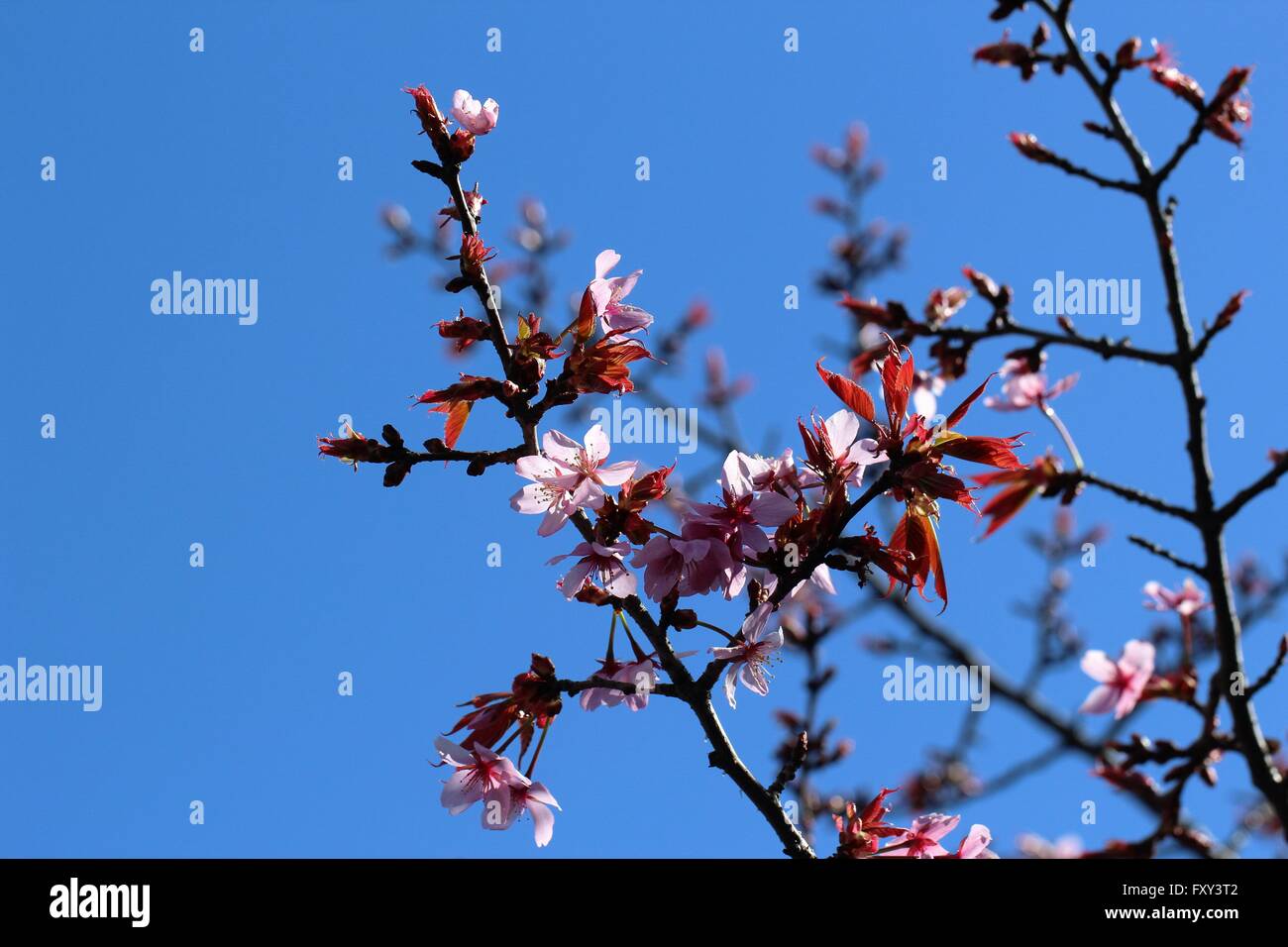 Spring blossom tree Stock Photo - Alamy
