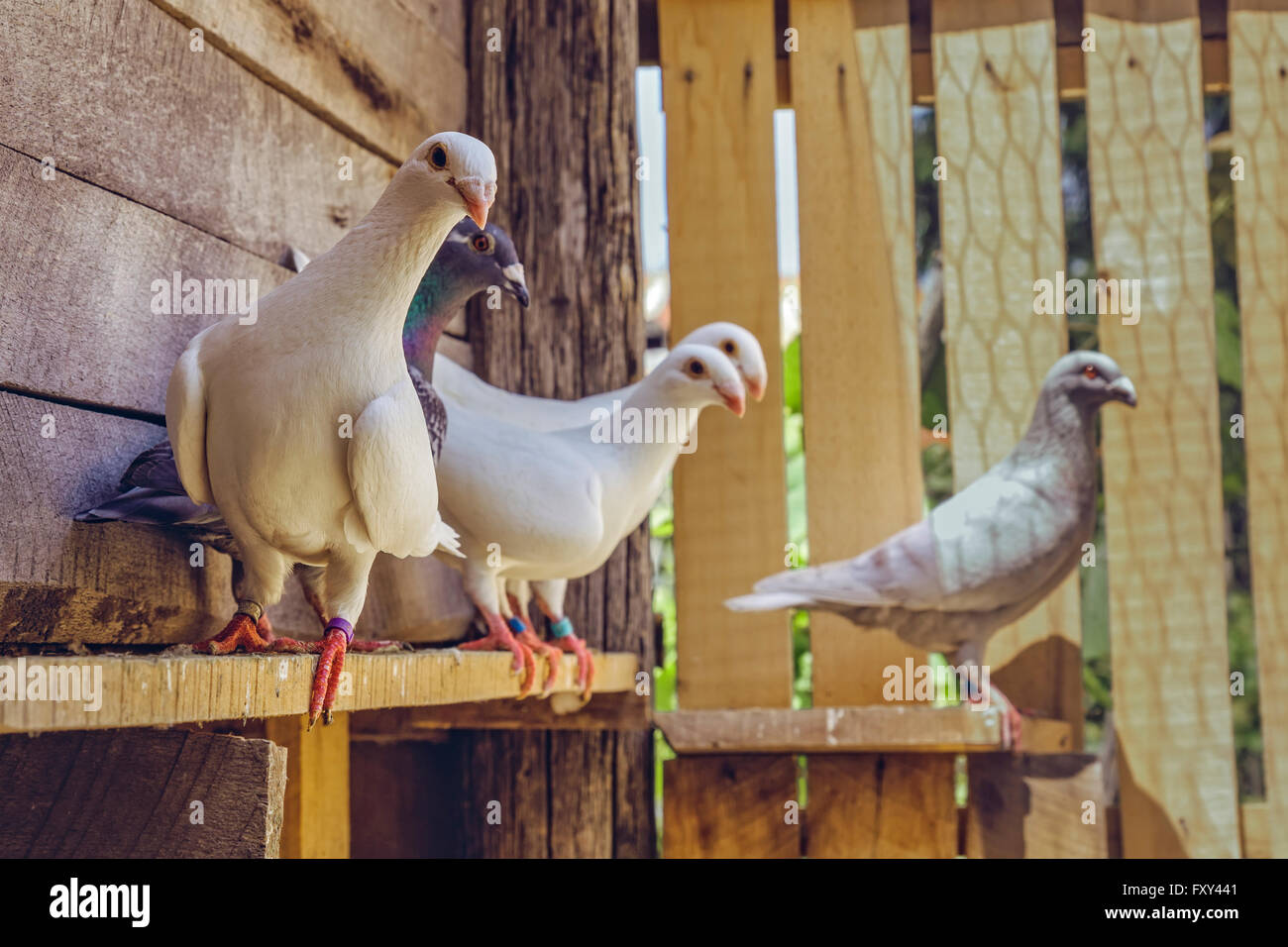 Mixed homing pigeon group with alert white German Beauty Homer breed ...