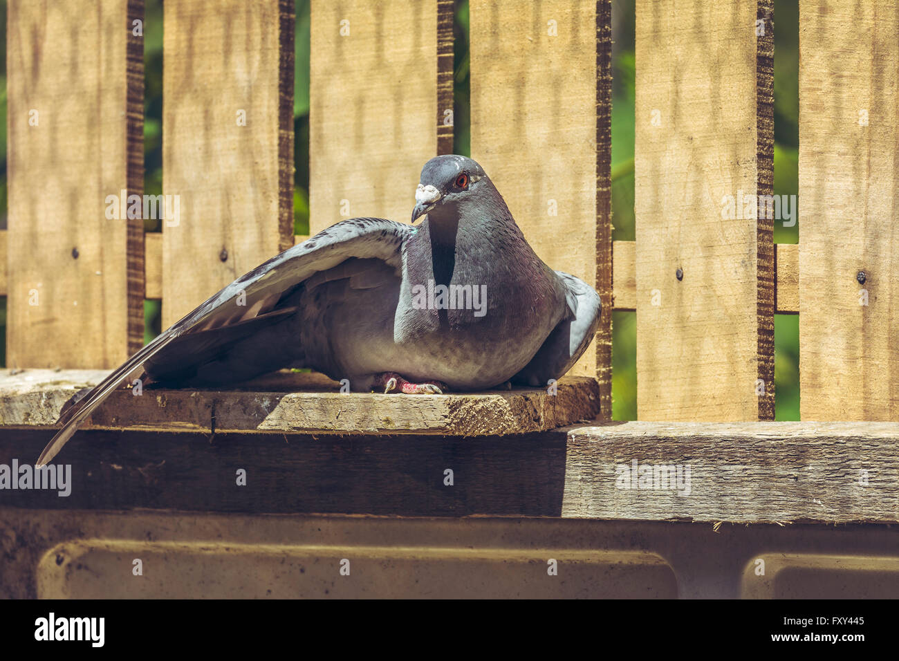 Racing pigeon hen spreading her wing and enjoying a sunbath on a wooden ...