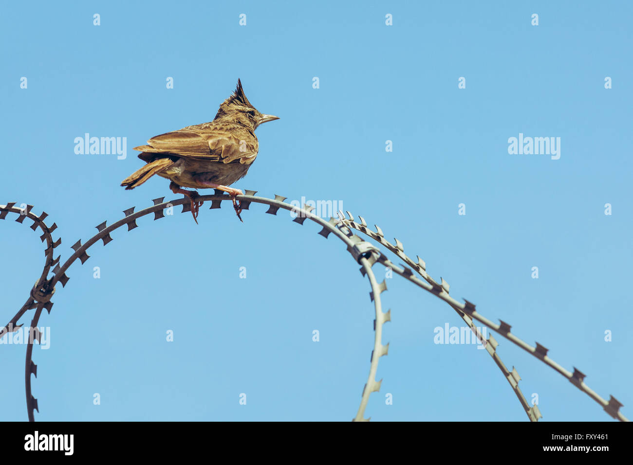 Crested lark male (Galerida cristata) resting on a barbed wire over ...