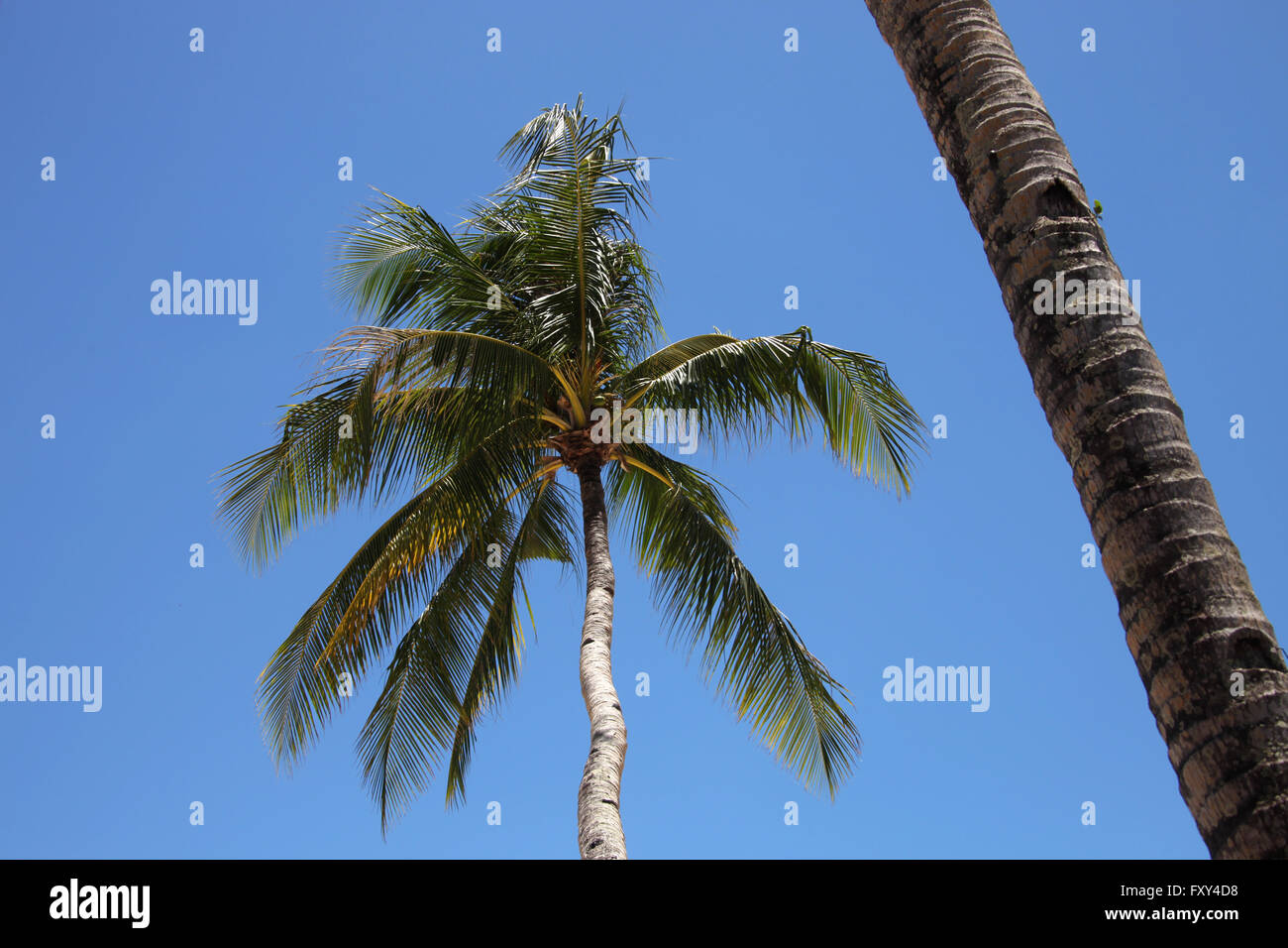 Boracay palm trees hi-res stock photography and images - Alamy