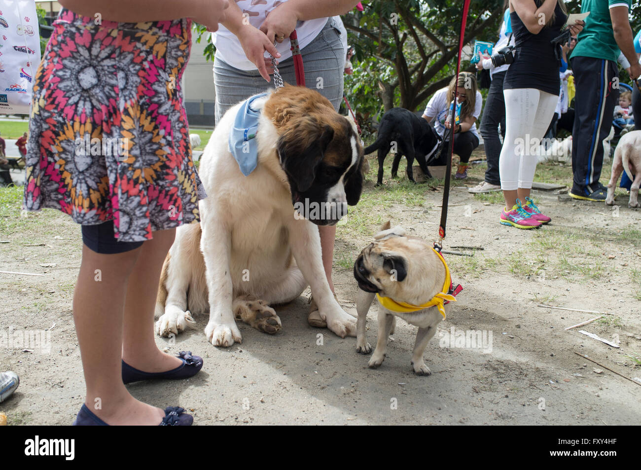 Big and small dog meeting Stock Photo - Alamy