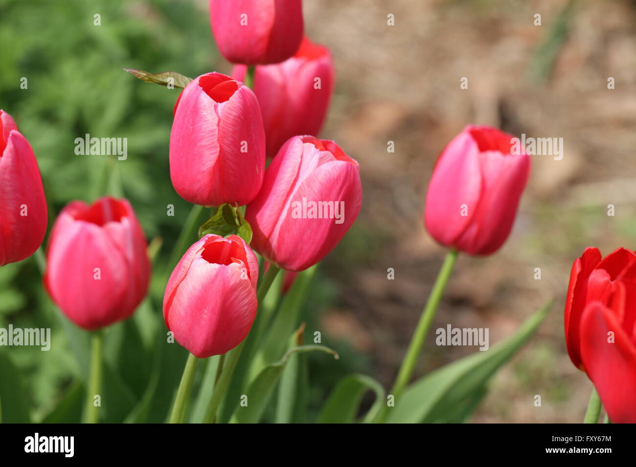 Striking, beautiful pink and red tulips growing outdoors Stock Photo ...