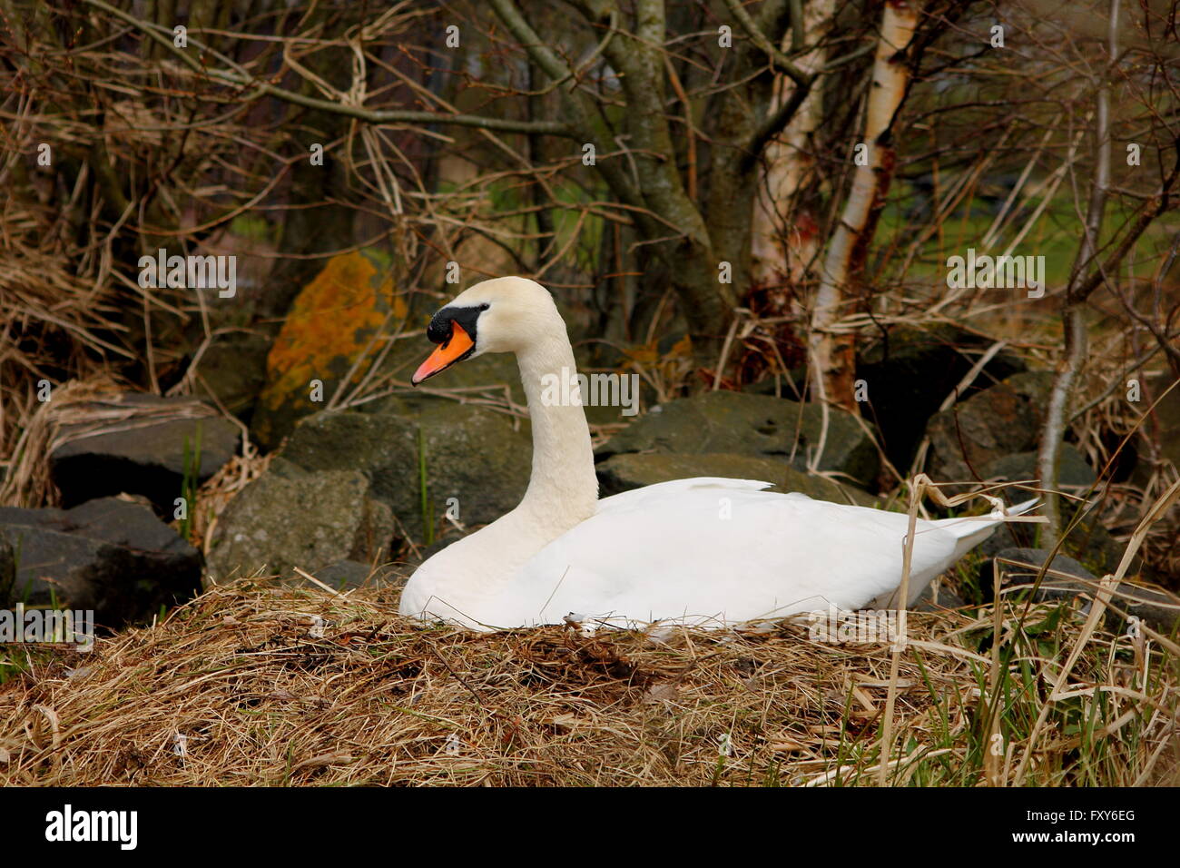 Swan reproduction hi-res stock photography and images - Alamy