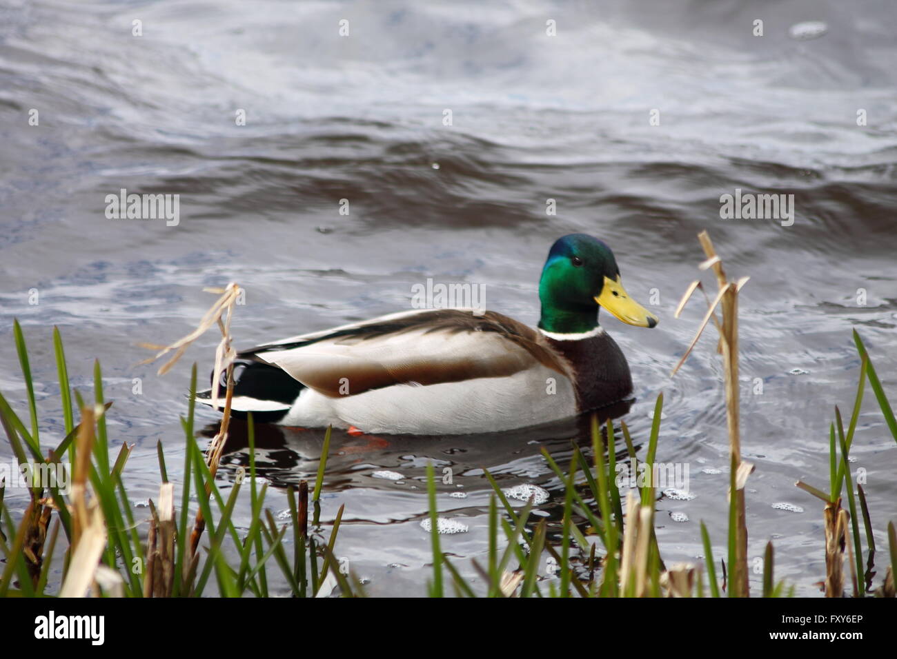 Mallard drake swimming hi-res stock photography and images - Alamy