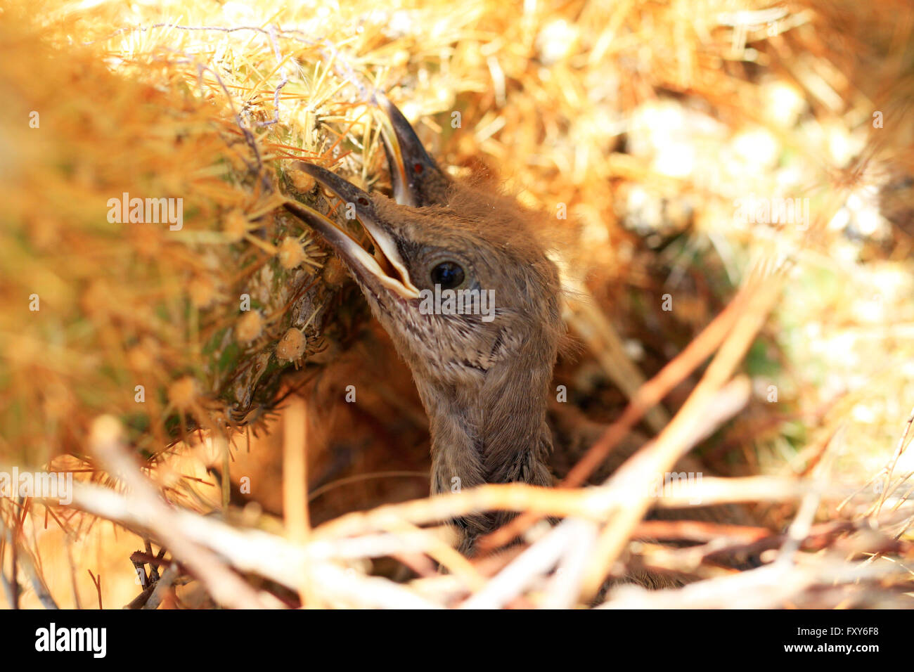 Two birds in nest hi-res stock photography and images - Alamy