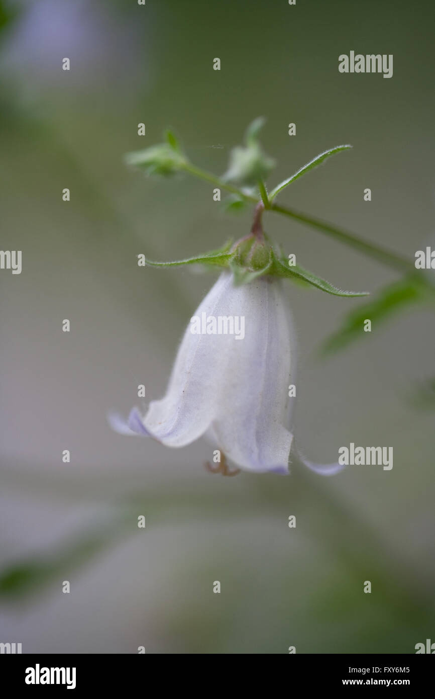 Wild Flower II Stock Photo - Alamy