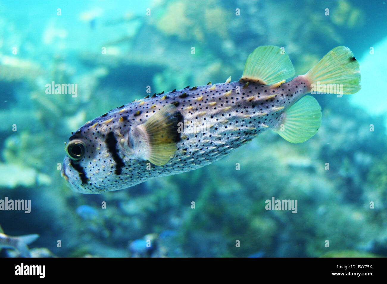 Ugly fish hi-res stock photography and images - Alamy