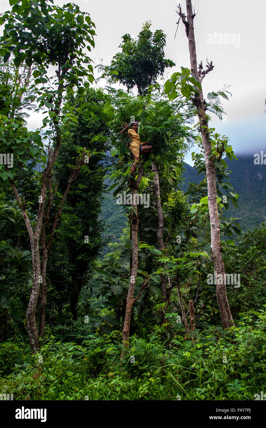Girl cutting branches from tree, Bali, Indonesia Stock Photo - Alamy