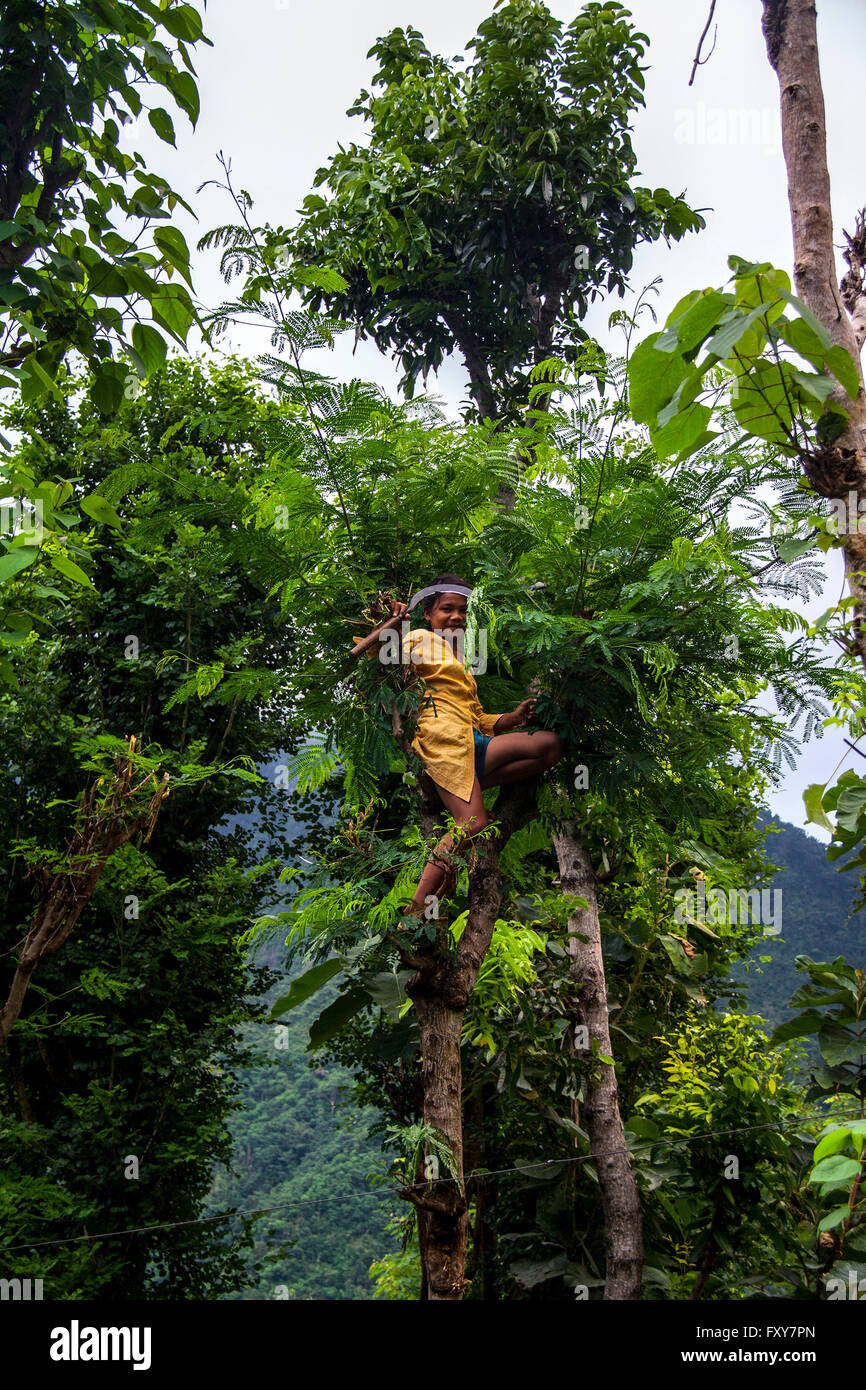 Girl cutting branches from tree, Bali, Indonesia Stock Photo - Alamy