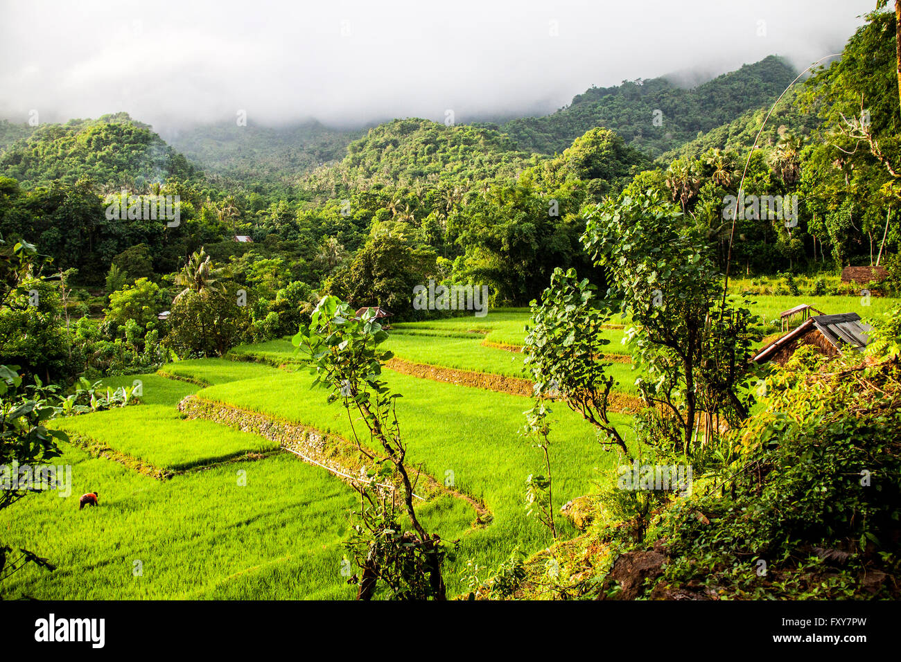 Paddies field hi-res stock photography and images - Alamy