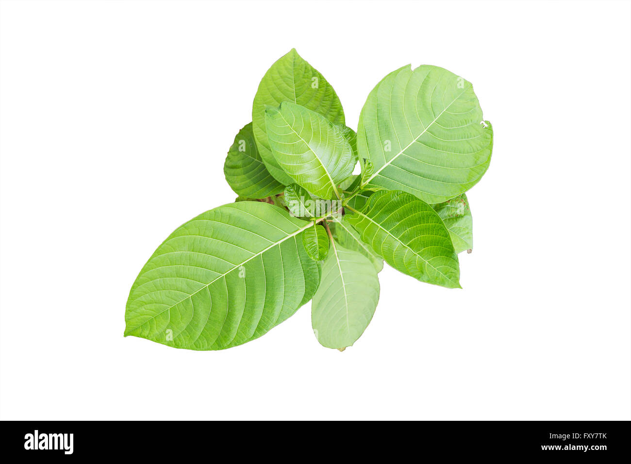 Top view close up on small green tree with big leaves isolated white ...