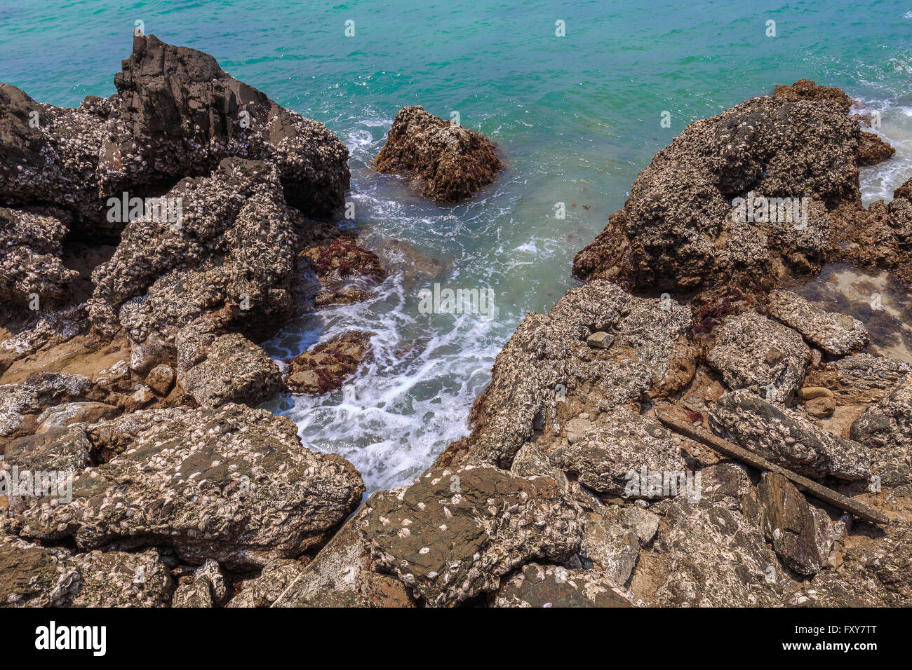 Stone rock attached by small shells with moving green wave Stock Photo ...