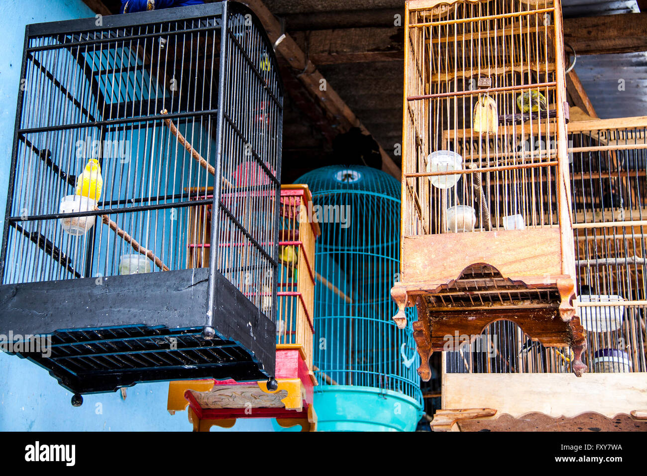 Bird shop hi-res stock photography and images - Alamy