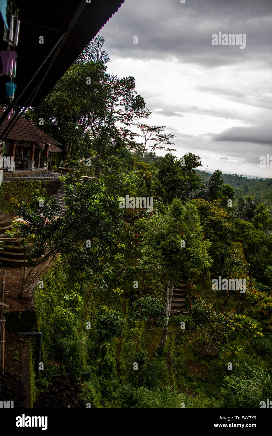 View of the Kopi Luwak Coffee Plantation on Bali, Indonesia Stock Photo ...