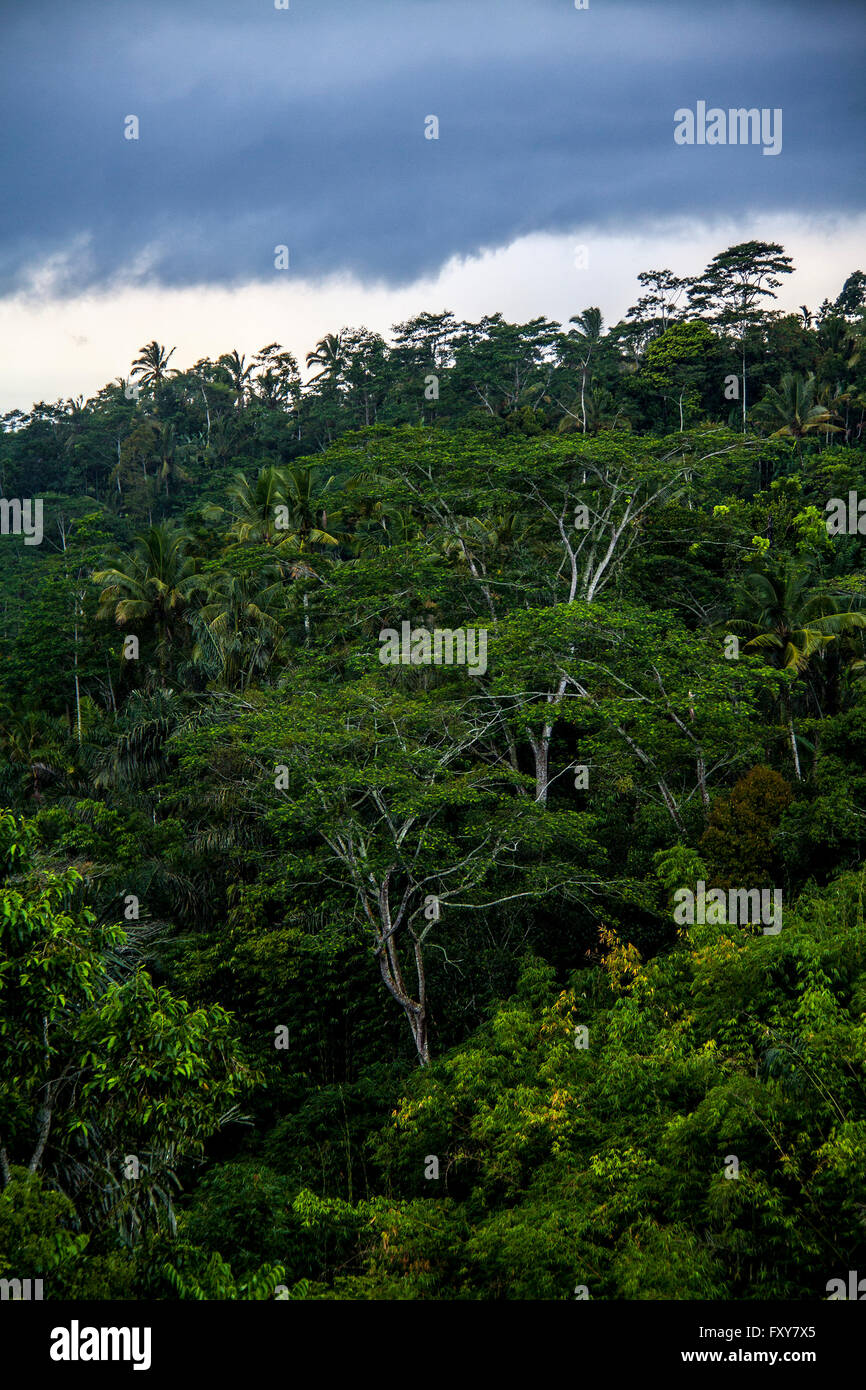 "Rain" Forest on Bali, Indonesia Stock Photo - Alamy
