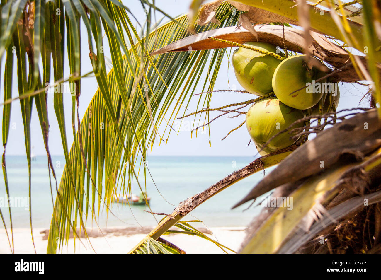 Coconut tree beach, white sand and blue water at the Island Pha Ngan ...