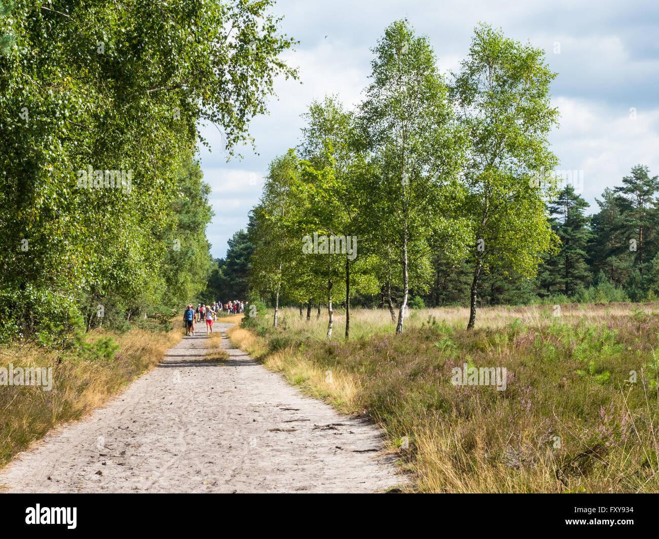 Heathland trail hi-res stock photography and images - Alamy