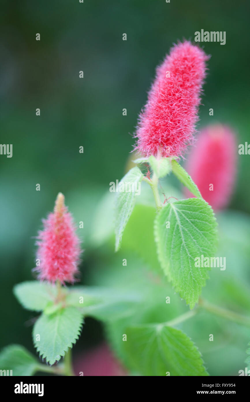 Wild Flower II Stock Photo - Alamy