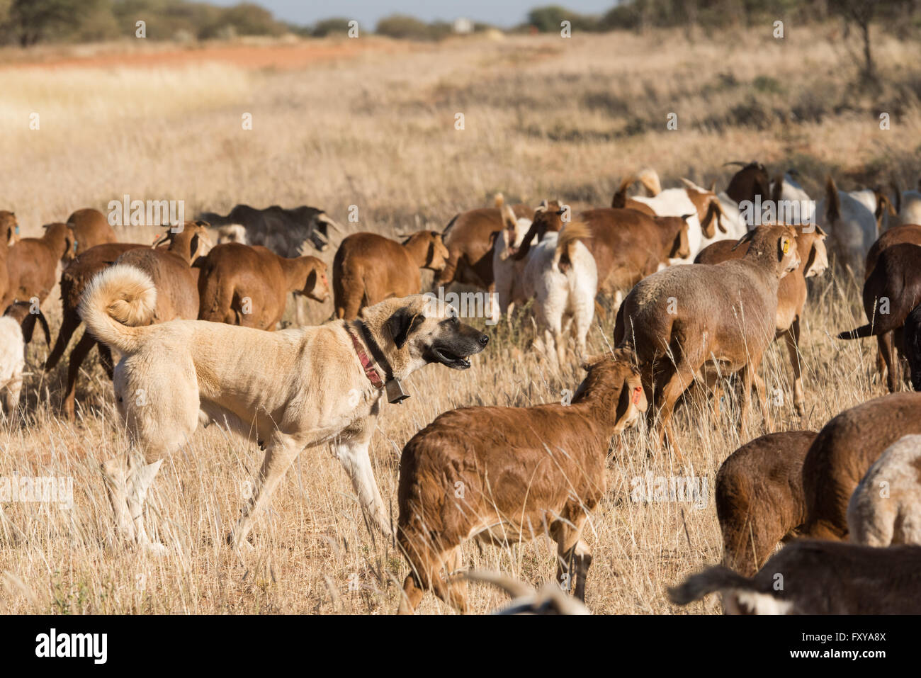 A Kangal livestock guarding dog roams in between a herd of Damara fat ...