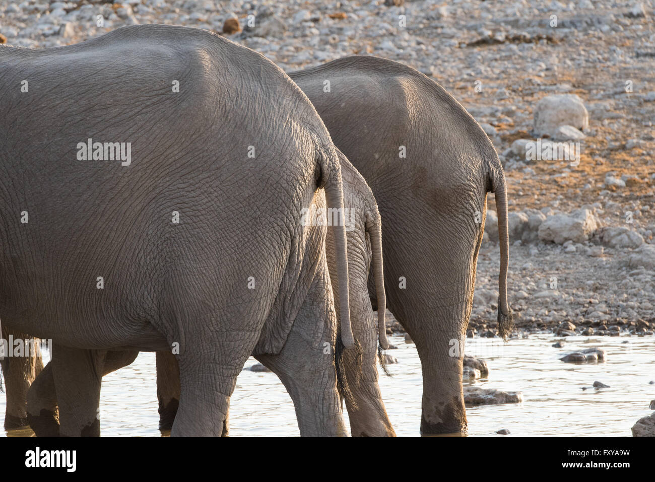Rear ends of three African elephants (Loxodonta africana) at waterhole ...