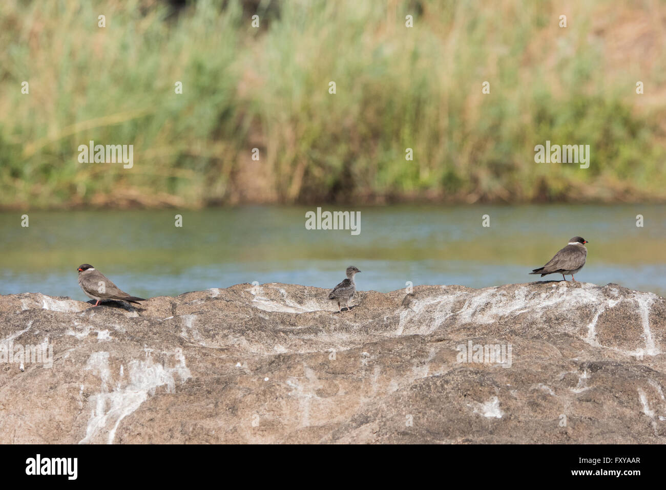 Multiple pair caprivi water bird hi-res stock photography and images ...