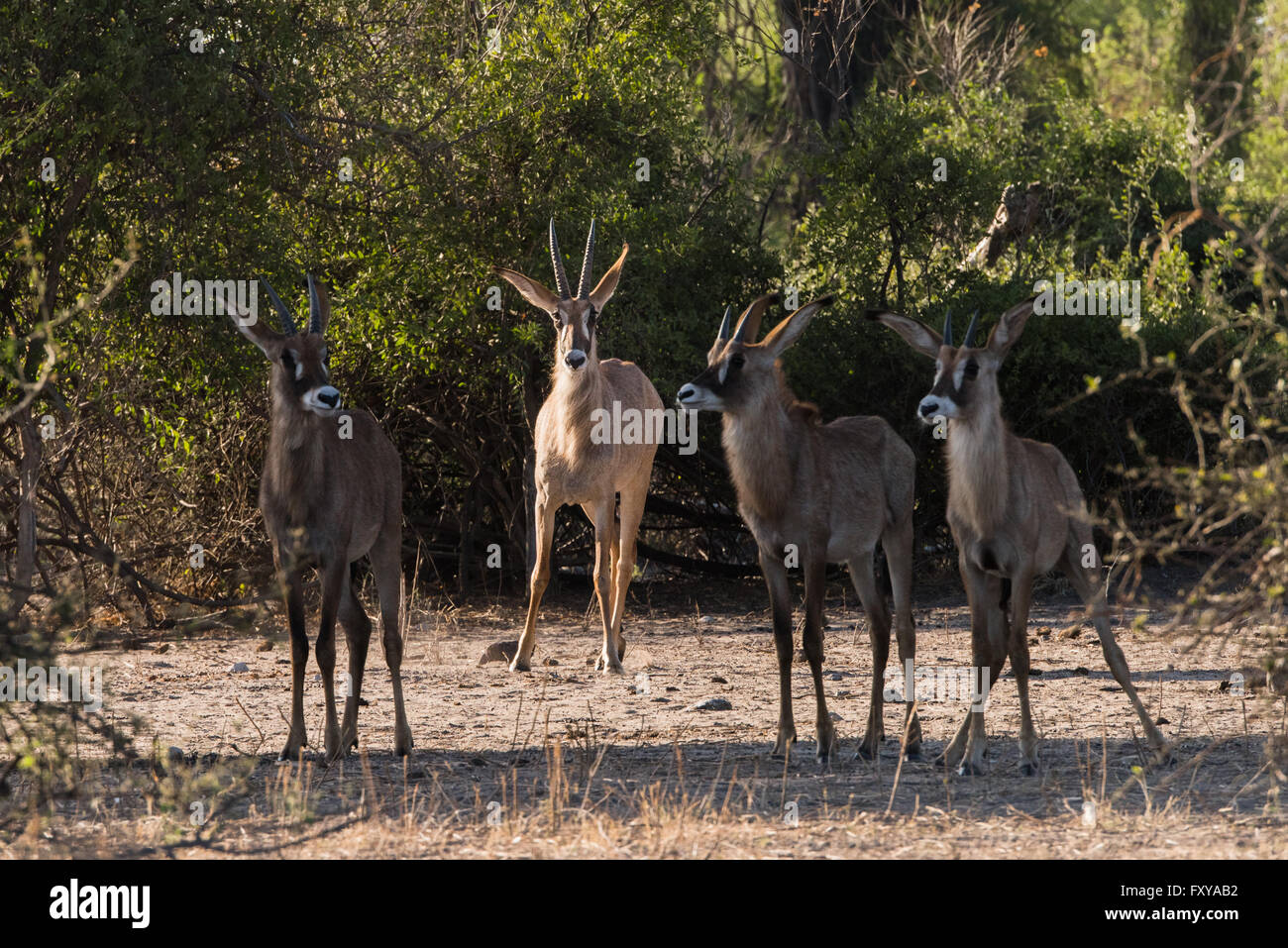 Adult Roan Antelope (Hippotragus equinus) watches over young, Botswana ...