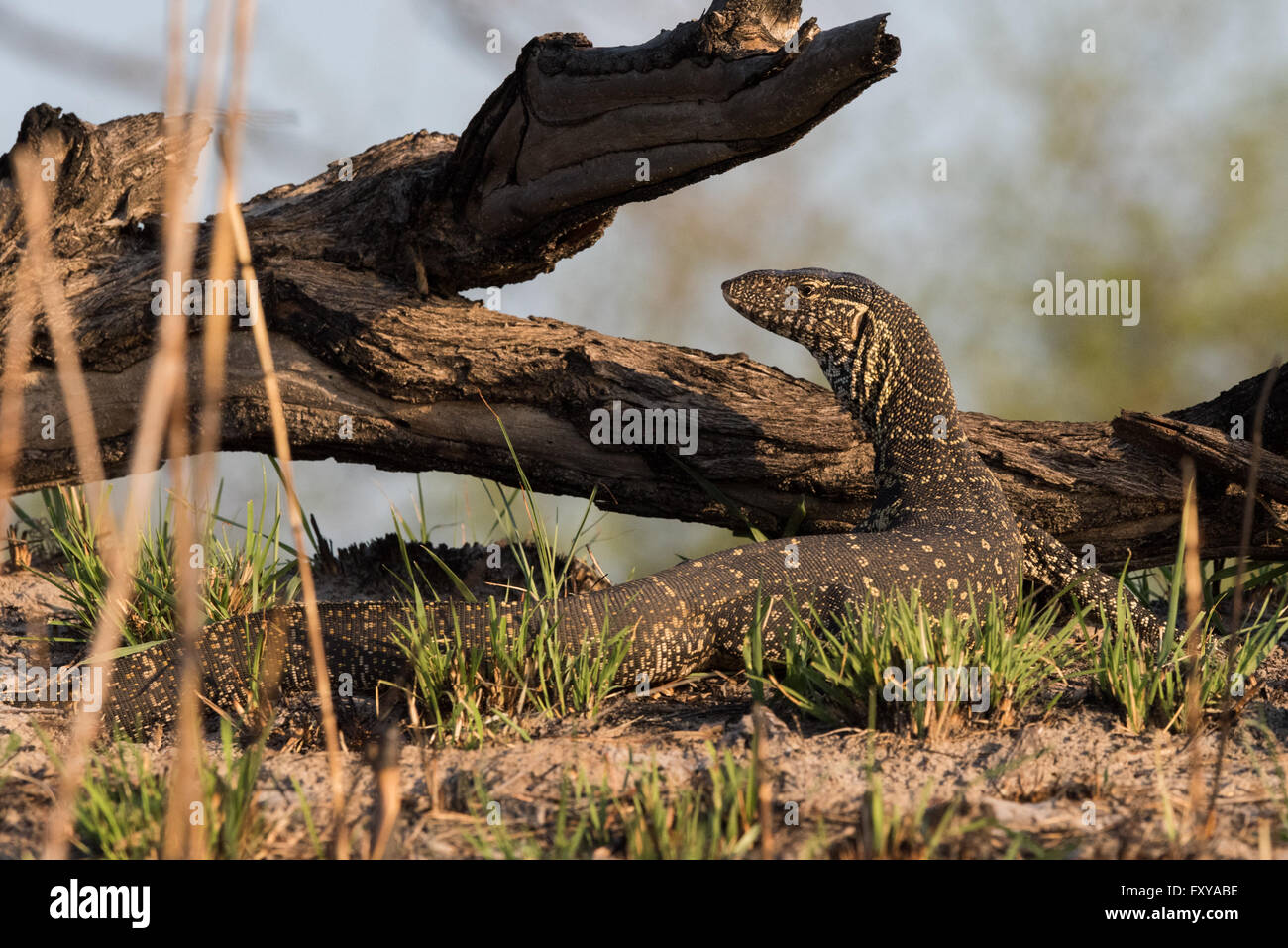 Nile Monitor (Varanus niloticus) walking next to river, Namibia, 2015 ...