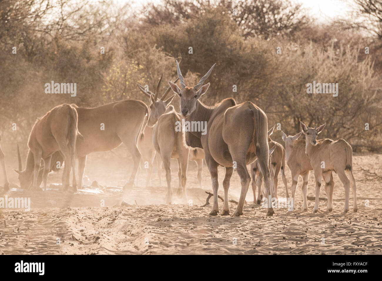 Eland calves hi-res stock photography and images - Alamy