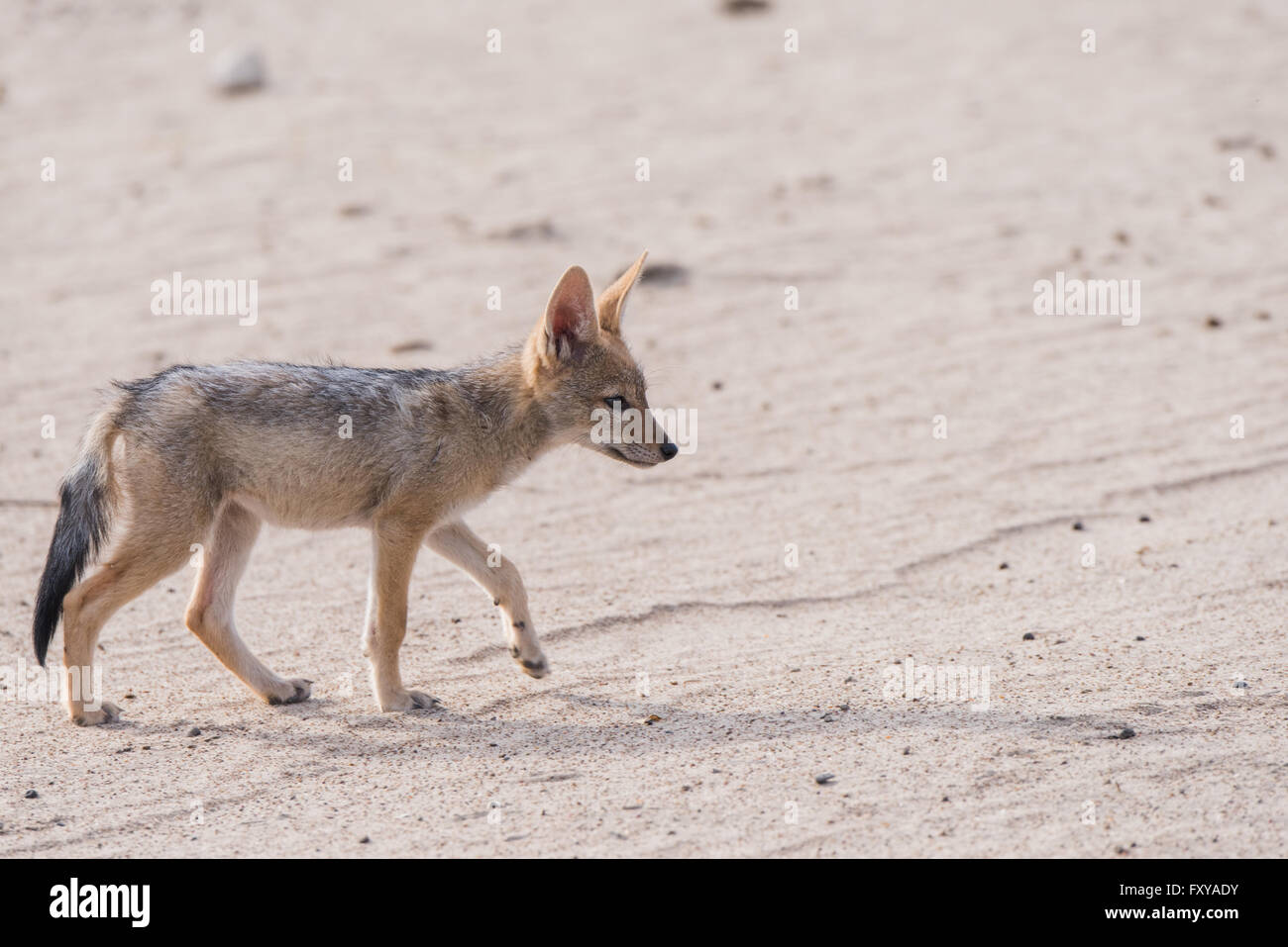 Black-backed Jackal pup (Canis mesomelas) profile, Botswana, 2015 Stock ...
