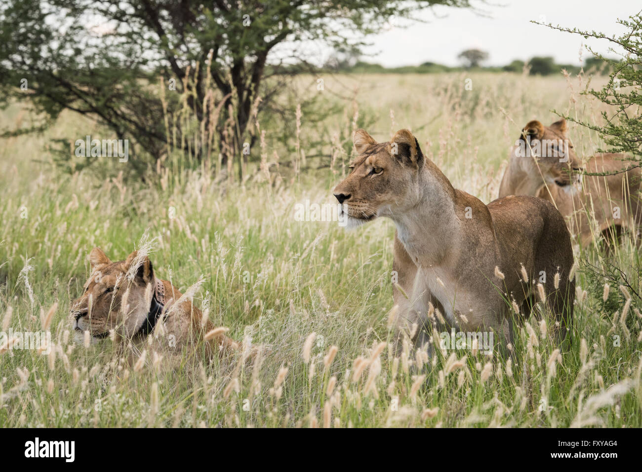 Female Lions Hunting