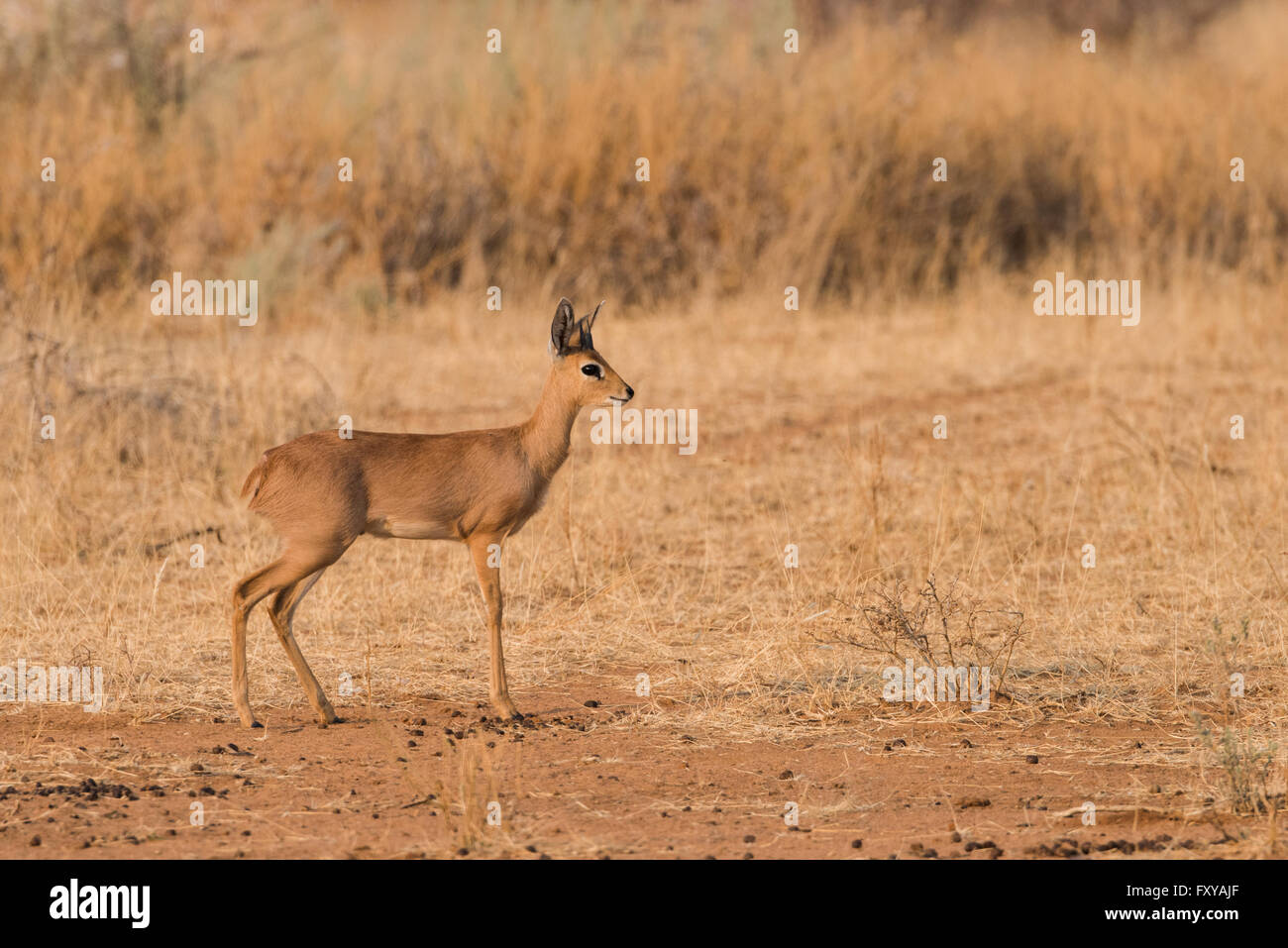 Steenbuck hi-res stock photography and images - Alamy