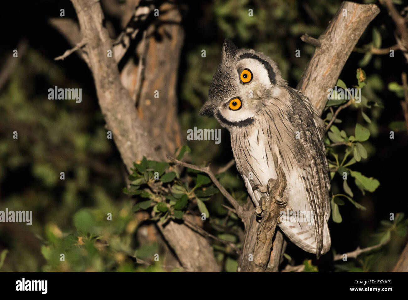 Southern white faced scops owl (Ptilopsis granti) at night, Botswana ...