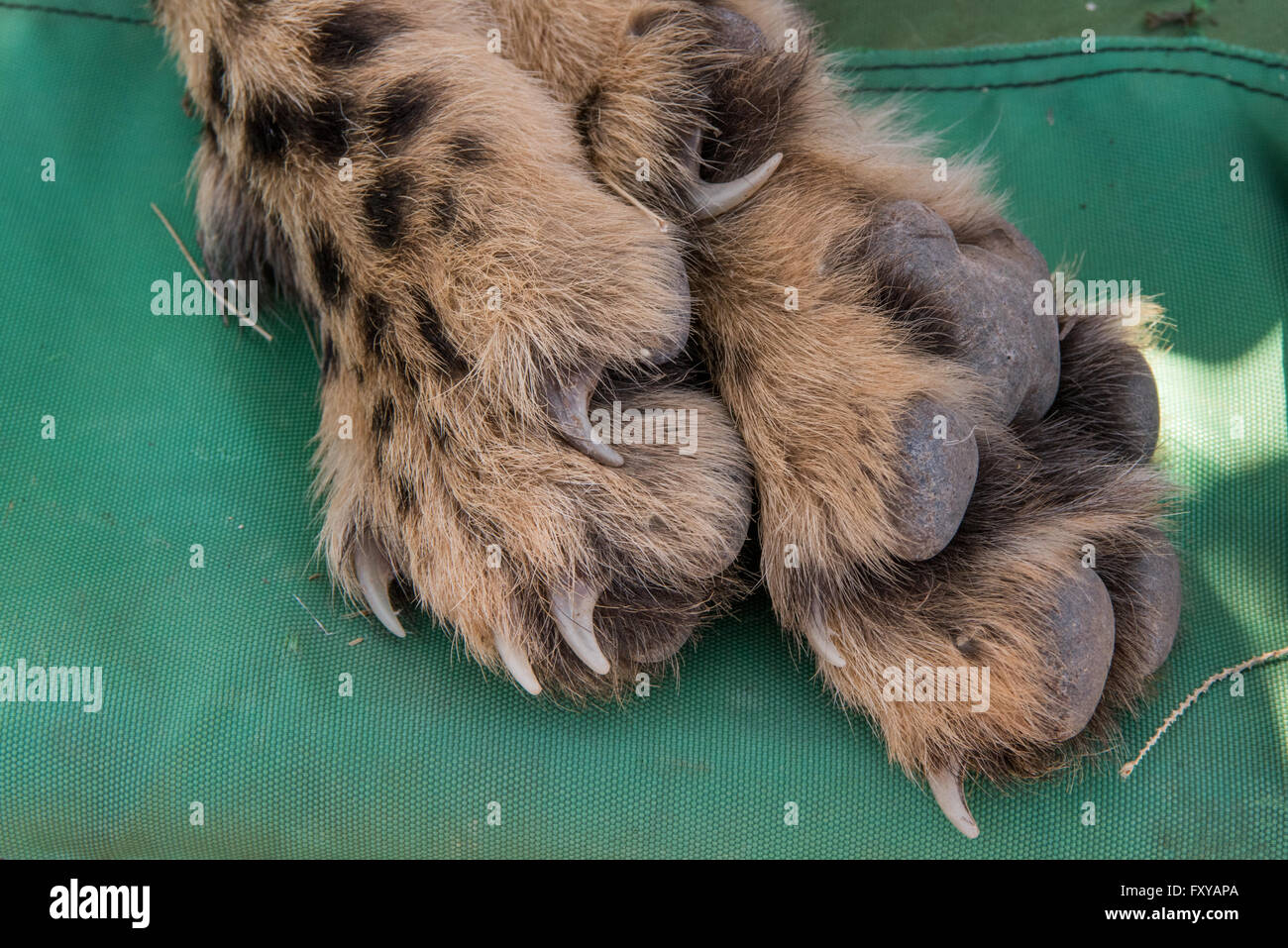 Closeup of Cheetah (acinonyx jubatus) foot, toes, claws and nails while ...