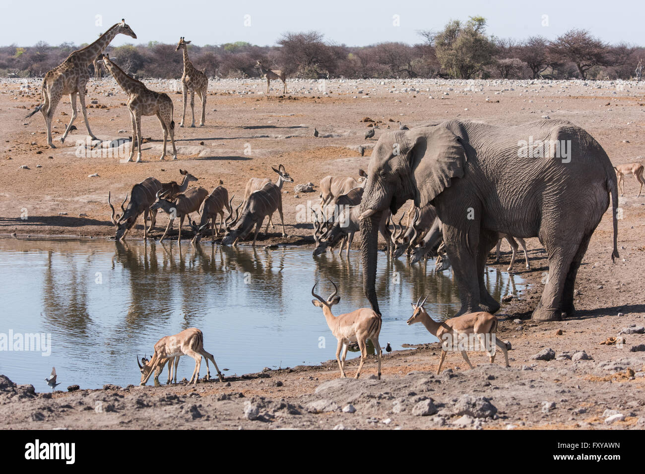 Multiple Animals Gathered At Waterhole Elephant Impala Giraffe Stock multiple-animals-gathered-at-waterhole-elephant-impala-giraffe-stock