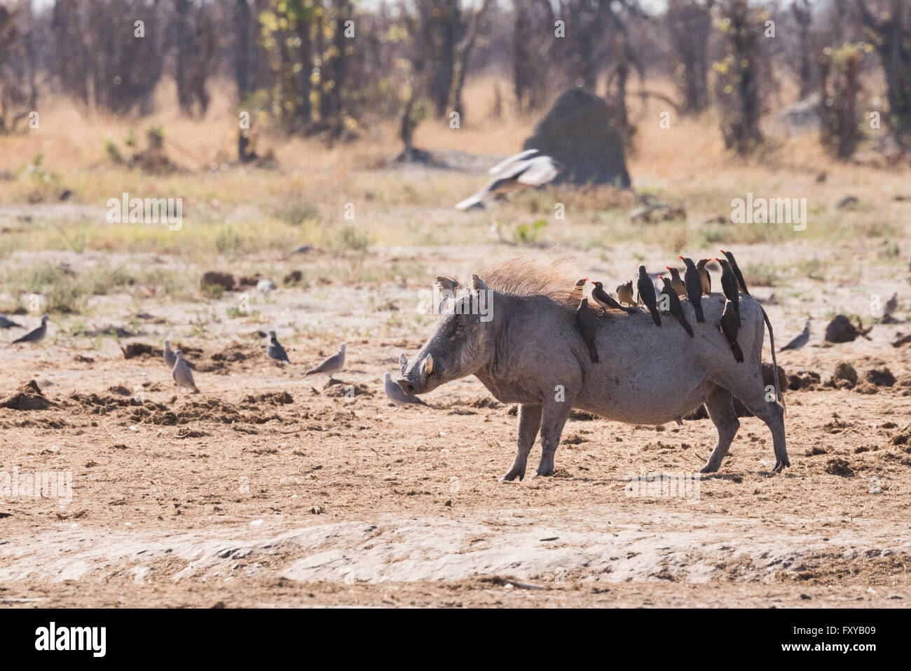 Warthog (Phacochoerus africanus) with multiple Oxpeckers (Buphagus ...