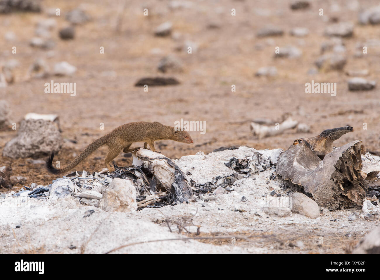 Slender Mongoose (Galerella sanguinea) stands over burnt wood and bones ...