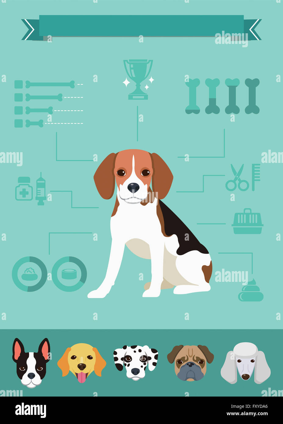 Various kinds of dogs with infographic datum Stock Photo - Alamy
