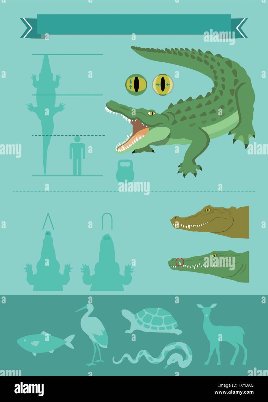 Crocodile with infographic animal icons Stock Photo - Alamy