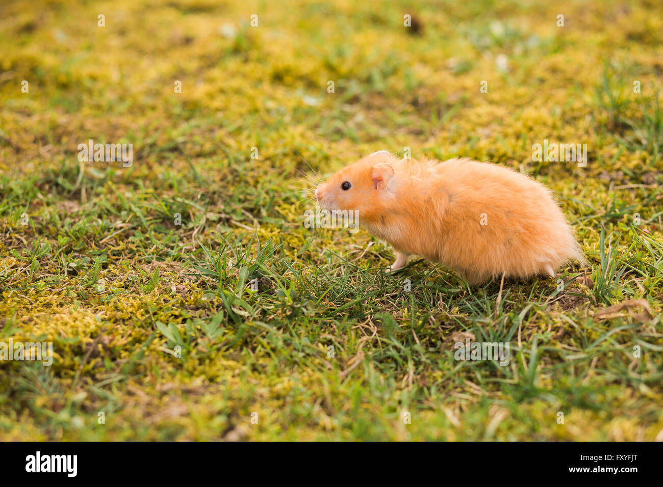 Yellow hamster walking in the grass Stock Photo - Alamy