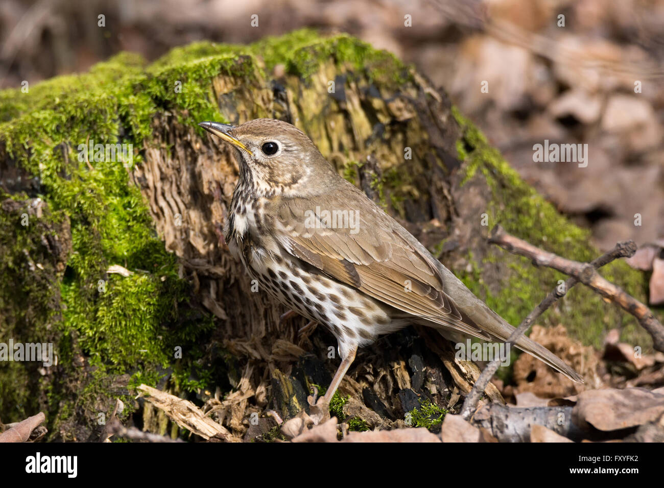 The photograph depicts Mavis at the stump Stock Photo - Alamy
