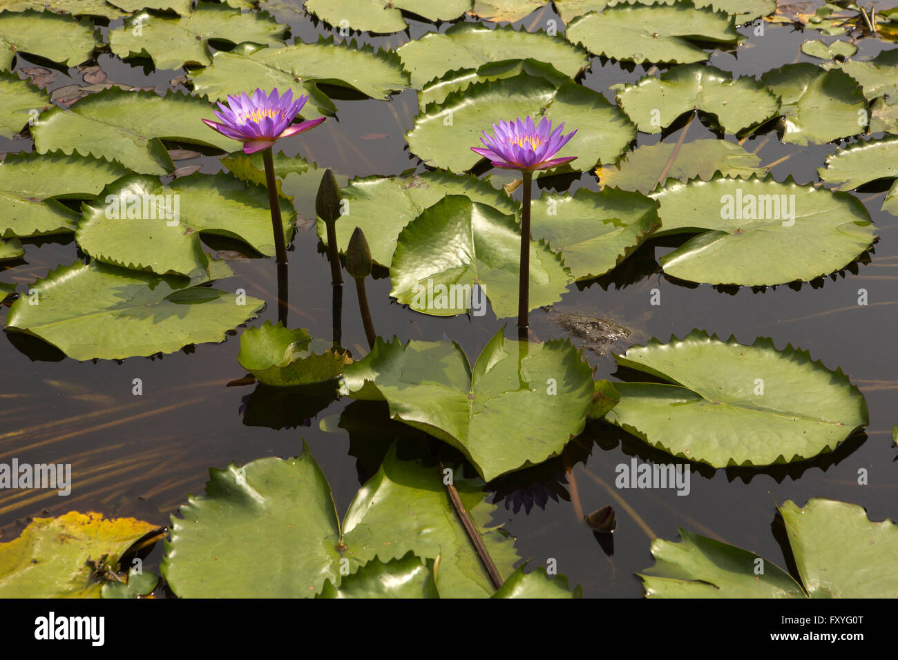 Sri Lanka, Kandy, Pilimathalawa, Gadladeniya Temple, lotus flowers in ...