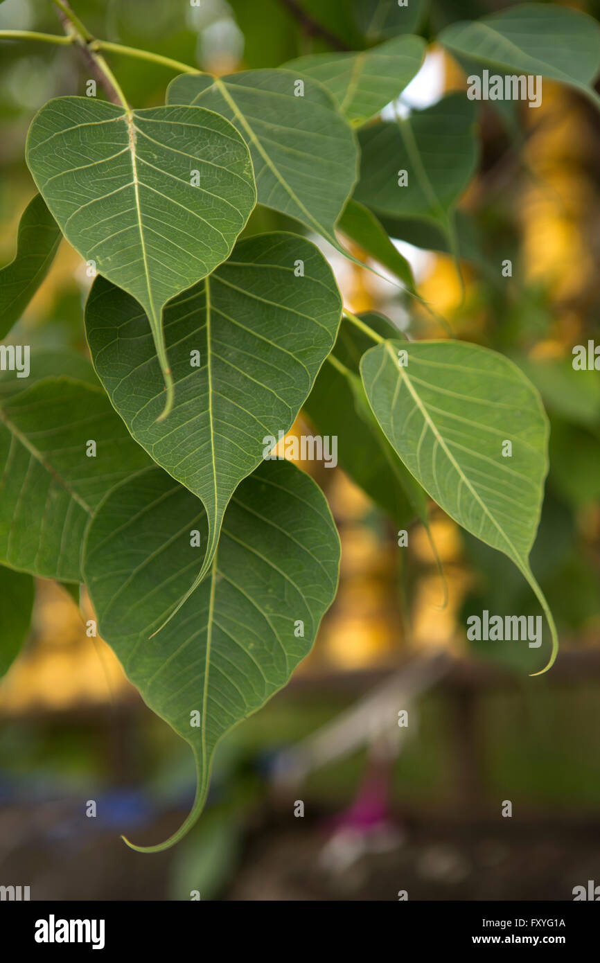Sri Lanka, Kandy, Pilimathalawa, Gadladeniya Temple, leaves of sacred ...