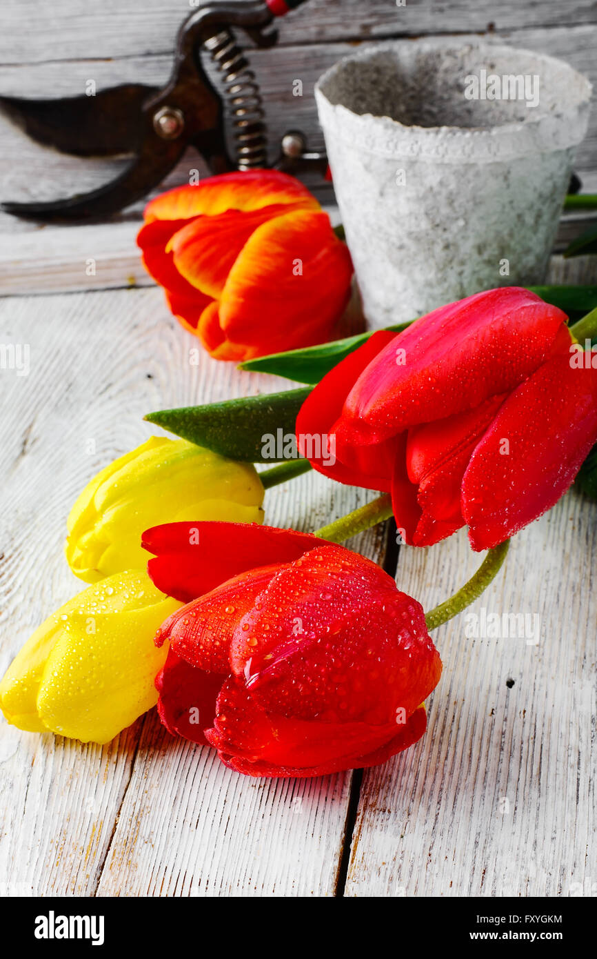 bouquet of cut tulips and garden tools Stock Photo - Alamy