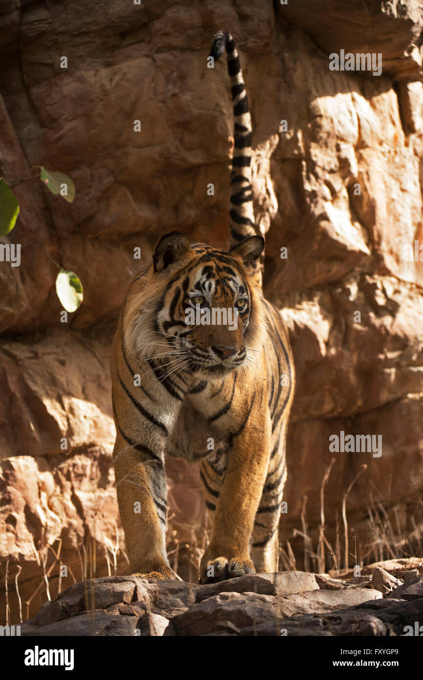 Indian Tiger or Bengal Tiger (Panthera tigris tigris) scent marking ...