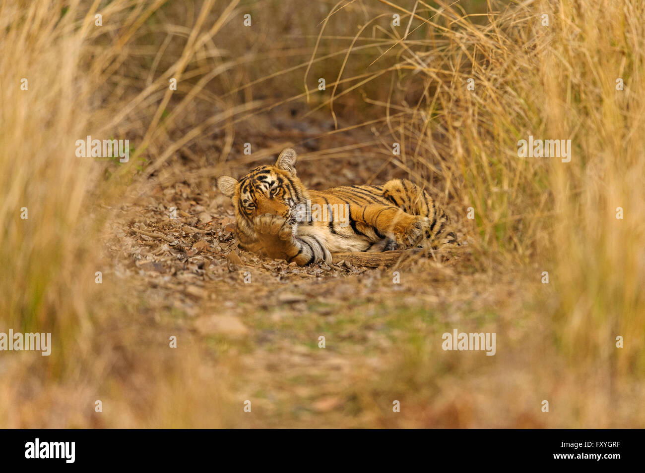 Sub-adult Bengal or Indian tiger (Panthera tigris tigris) resting on a ...