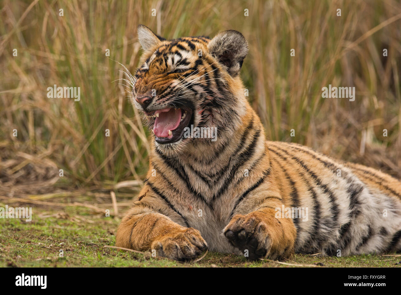 Sub-adult Bengal or Indian tiger (Panthera tigris tigris) resting on a ...