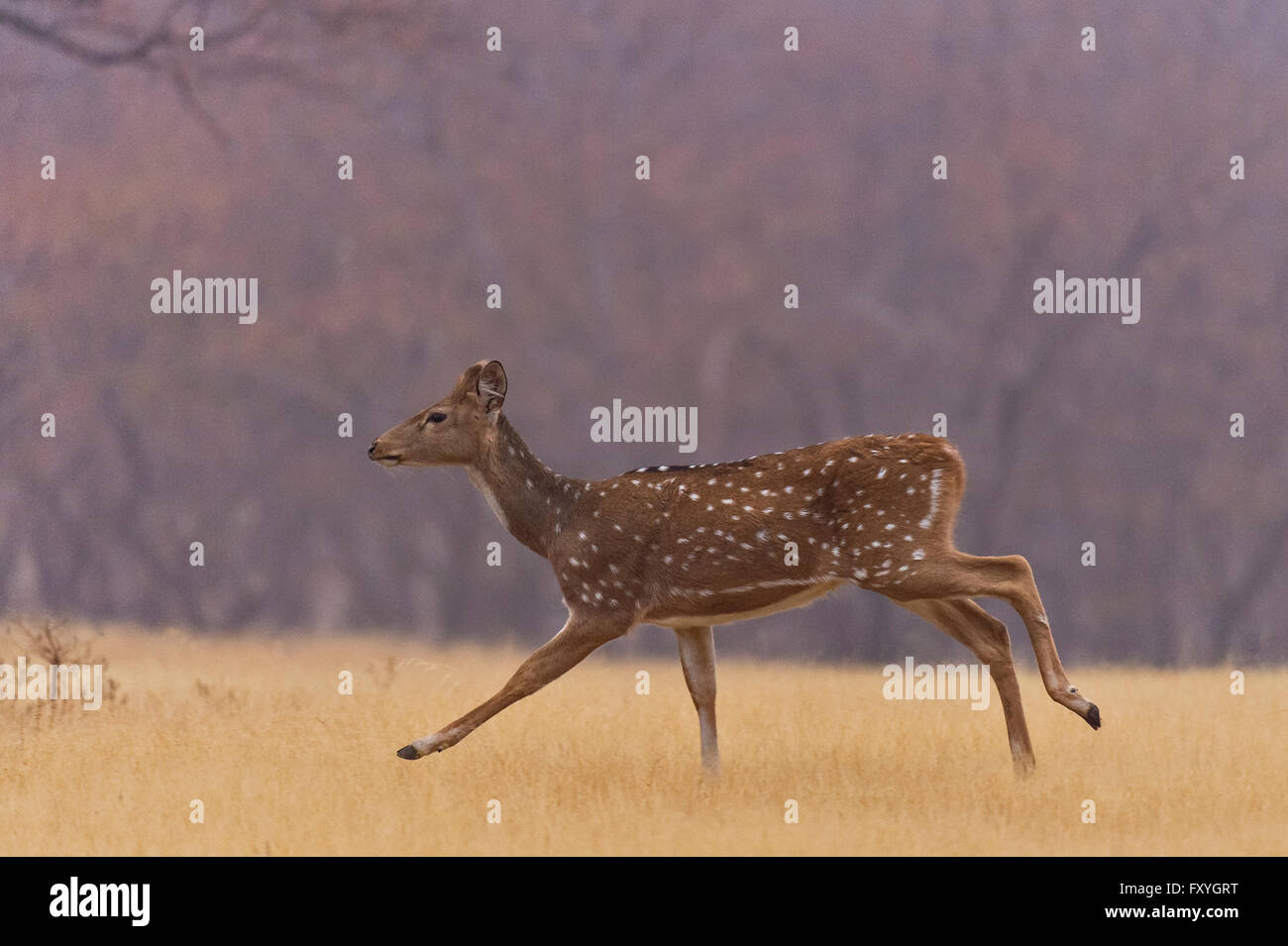 Chital, spotted or axis deer (Axis axis) running in the grasslands in ...